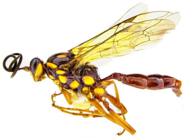 Meet Lusius malfoyi, a parasitoid wasp | New Zealand Geographic
