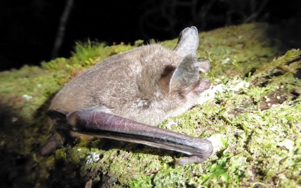 Predator control boosts bat, bird numbers | New Zealand Geographic