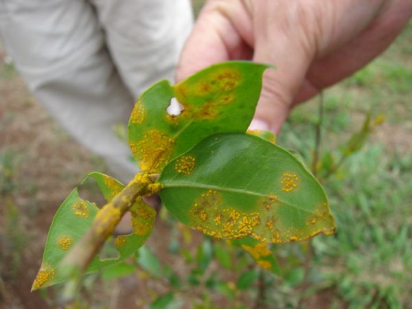 Myrtle rust - its impact in NZ and Australia | New Zealand Geographic