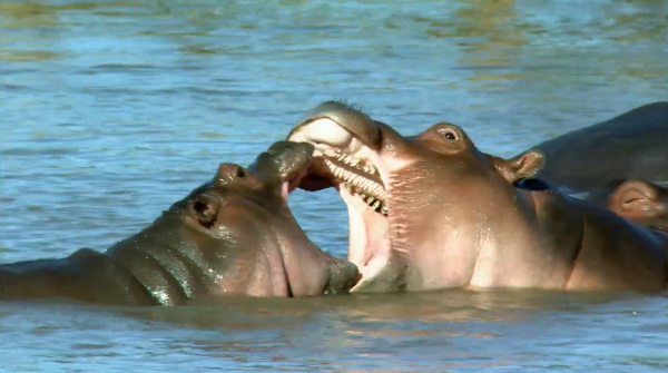 Extreme Animal Babies Archives | New Zealand Geographic