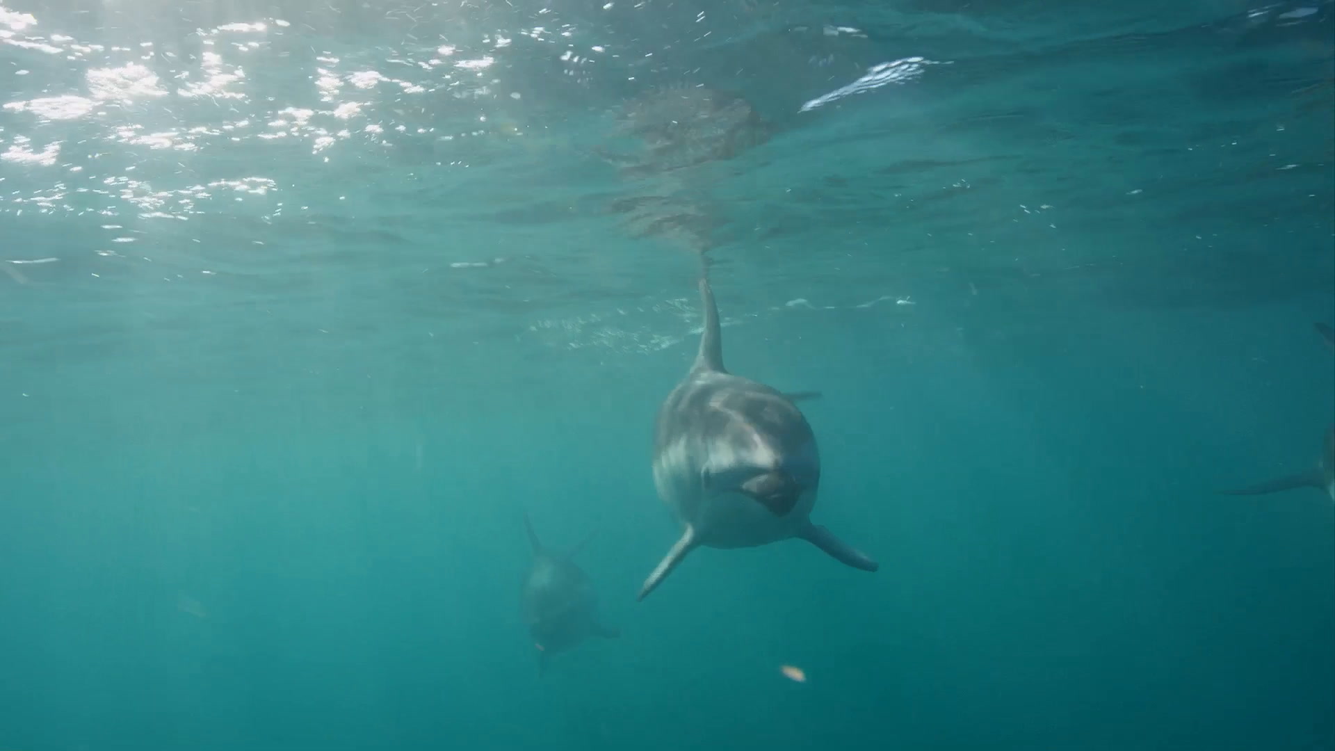 Wild Dolphins | New Zealand Geographic