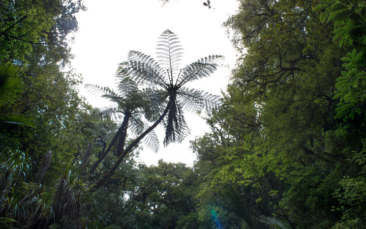 Native bush keeps asthma at bay - study | New Zealand Geographic