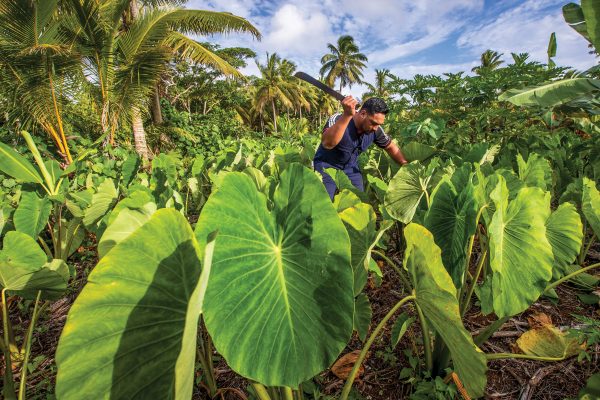 From taro to tourism | New Zealand Geographic