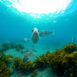 Snapper City | New Zealand Geographic