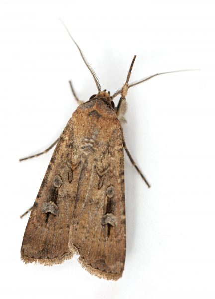 Moth magnet | New Zealand Geographic