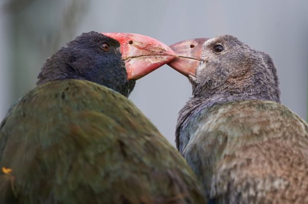 Feathered friends | New Zealand Geographic