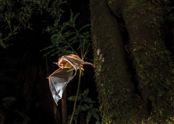 Bat signals | New Zealand Geographic