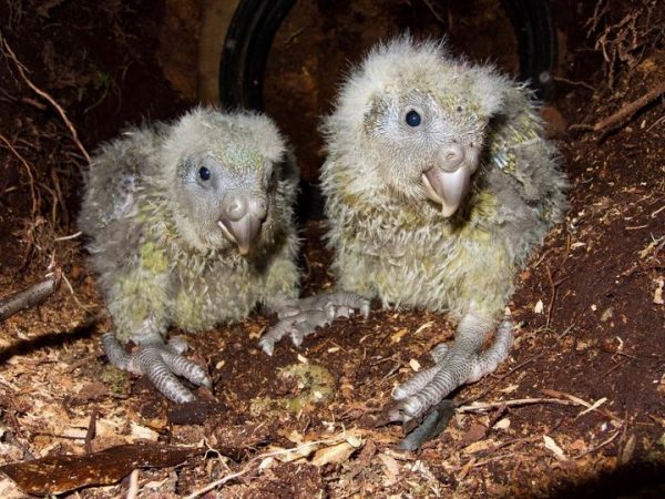 Kakapo chicks still hatching | New Zealand Geographic