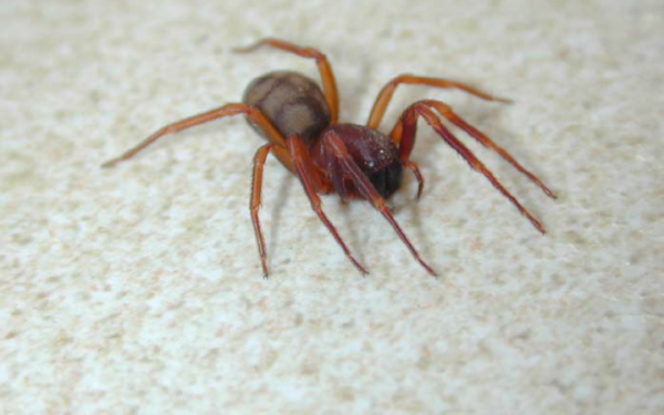 Critter of the Week The Six Eyed Spider | New Zealand Geographic