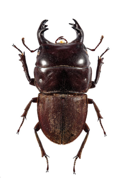 Stag beetle battle | New Zealand Geographic