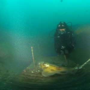 Join the shearing gang | New Zealand Geographic