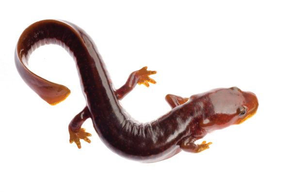 Lessons from salamanders | New Zealand Geographic