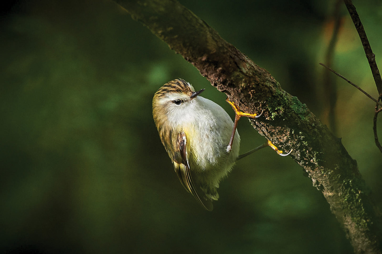 The song of the rifleman | New Zealand Geographic