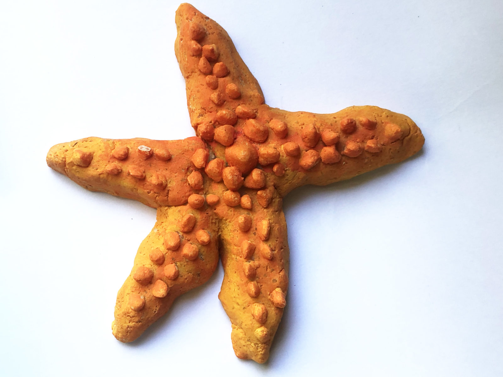Kids respond: Clay starfish | New Zealand Geographic