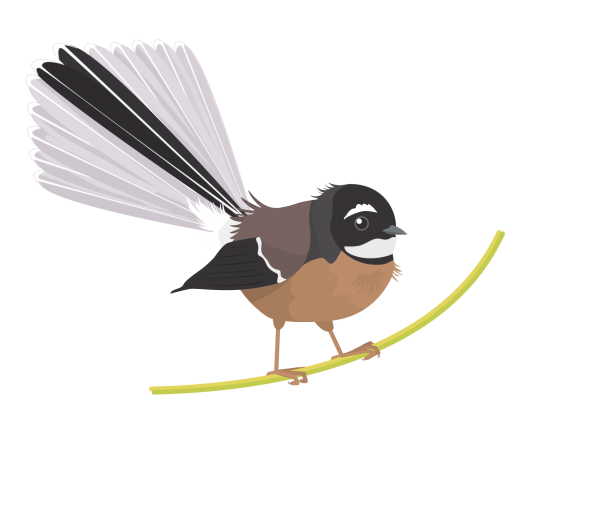 Spotting fantails | New Zealand Geographic