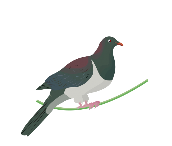Spotting kererū | New Zealand Geographic