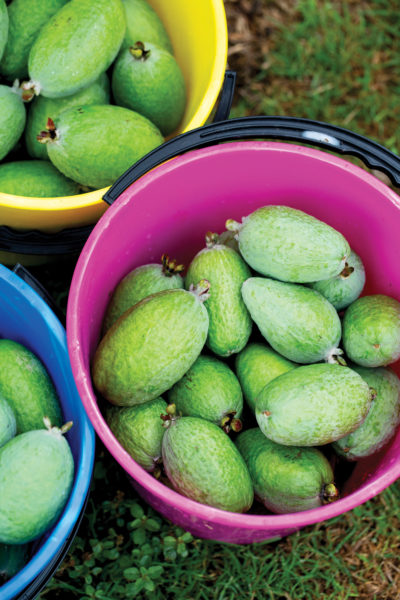 The people’s fruit | New Zealand Geographic