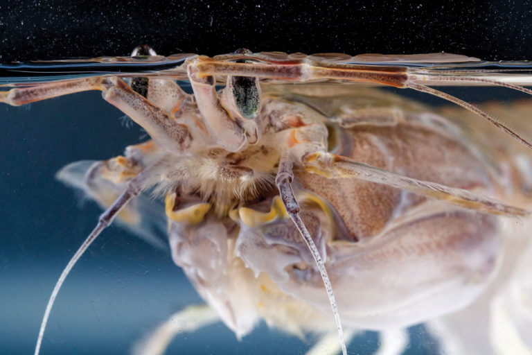 Aliens on Earth | New Zealand Geographic