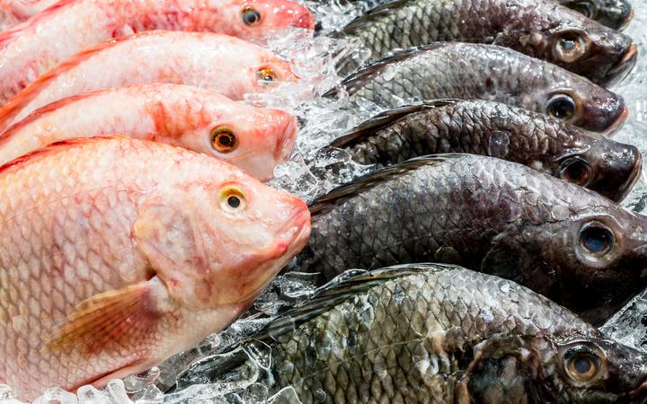 Slow Fish movement starts in Wellington | New Zealand Geographic