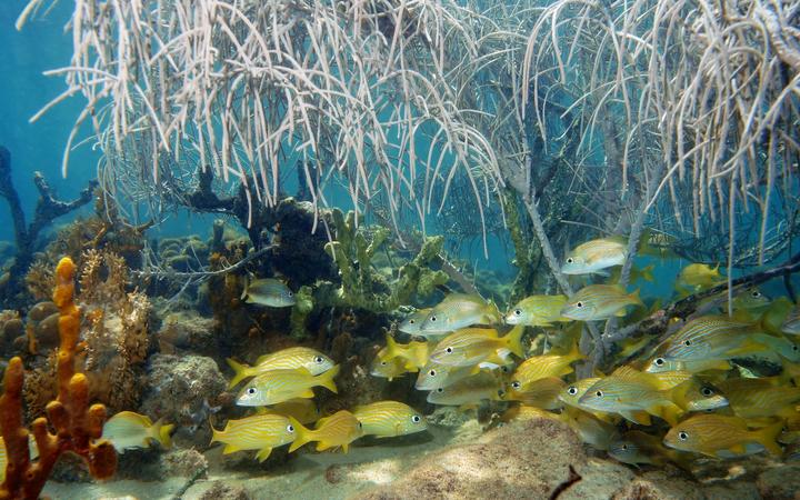 Wildlife in 'catastrophic decline' due to human destruction, scientists ...