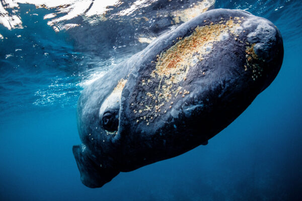 The whales are back | New Zealand Geographic
