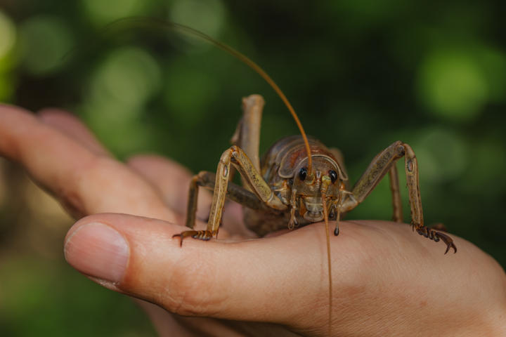Wētā poo needed for bush regeneration on Hauraki Gulf islands | New ...