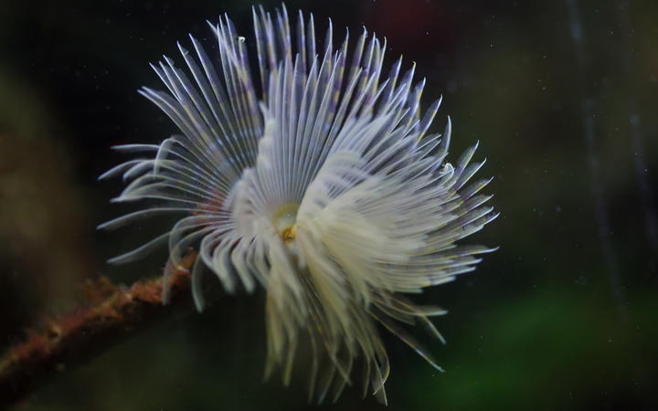 Marine pest found in Gisborne harbour | New Zealand Geographic