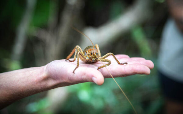 Getting wetapunga back in the treetops where they belong | New Zealand ...