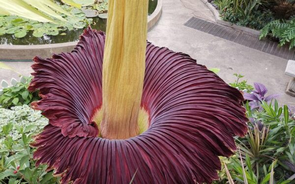 Corpse flower bloom: Smell of rot livens up Dunedin Botanic Gardens ...