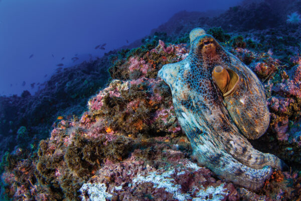 Octopuses beat up fish | New Zealand Geographic