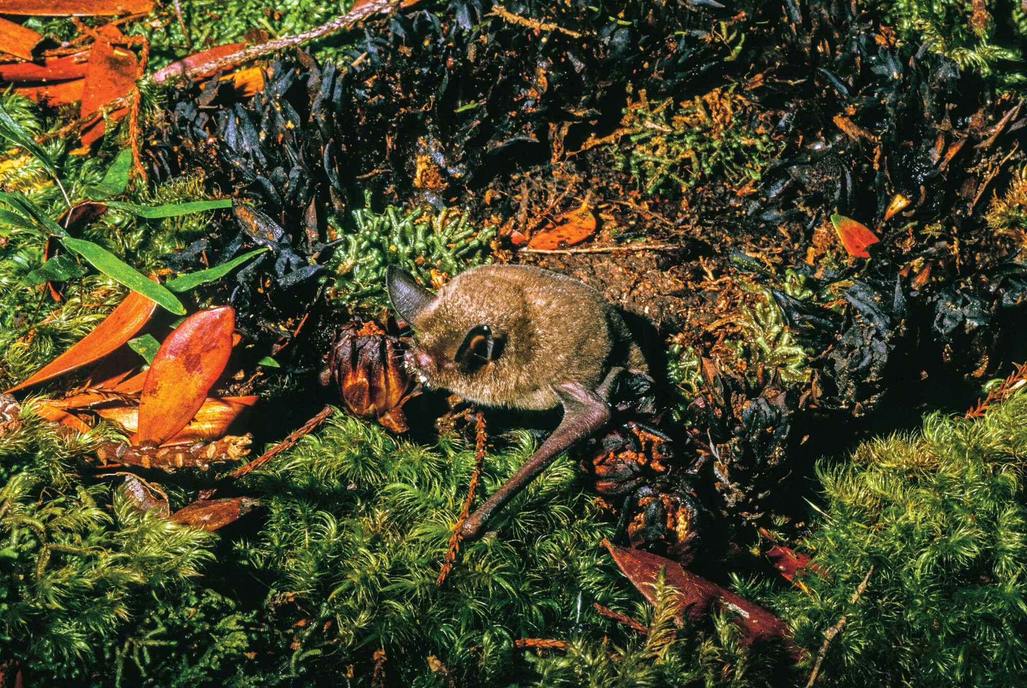 The birds and the bees | New Zealand Geographic