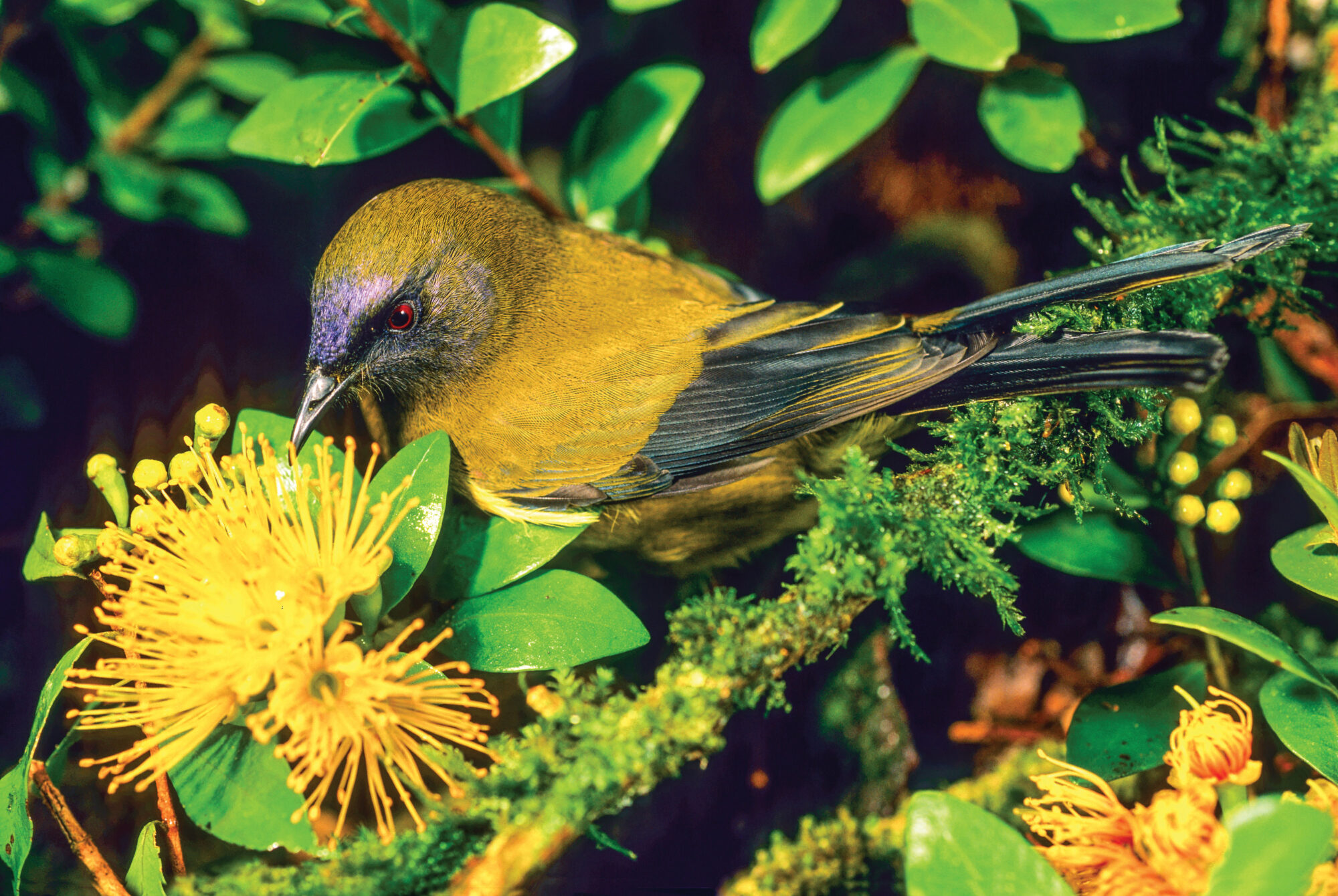 The birds and the bees | New Zealand Geographic