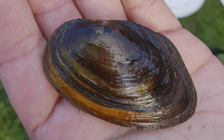 Concerns for native mussels in Wairarapa | New Zealand Geographic
