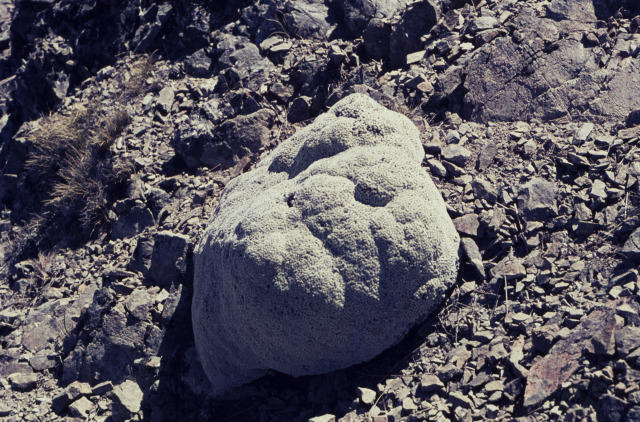 Critter of the Week: The Vegetable Sheep | New Zealand Geographic