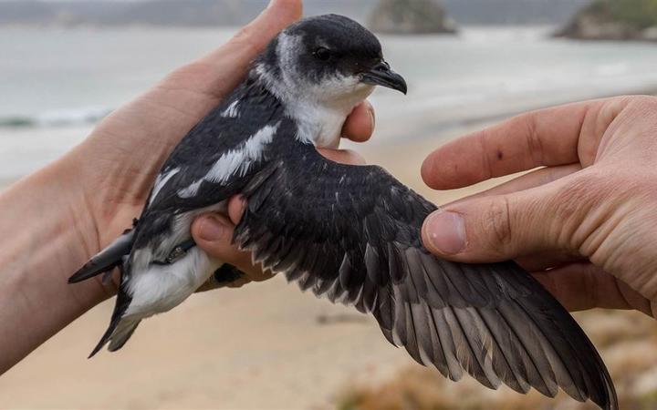 Tiny 'flying penguins' under threat from invasive predators | New ...