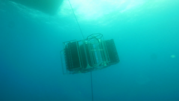 Shellfish towers a sustainable option for marine farming | New Zealand ...