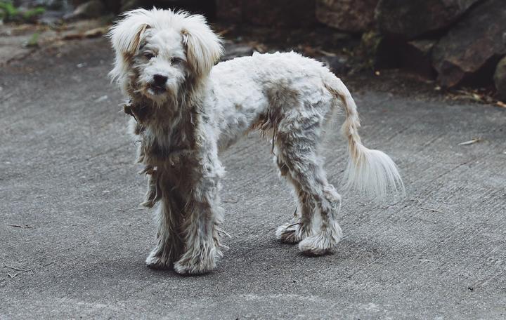Feral dogs pose a risk in Far North | New Zealand Geographic