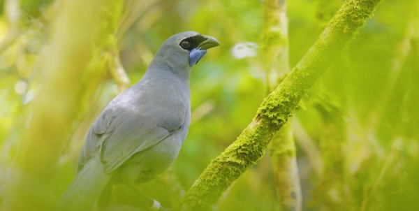 The call of the kōkako | New Zealand Geographic