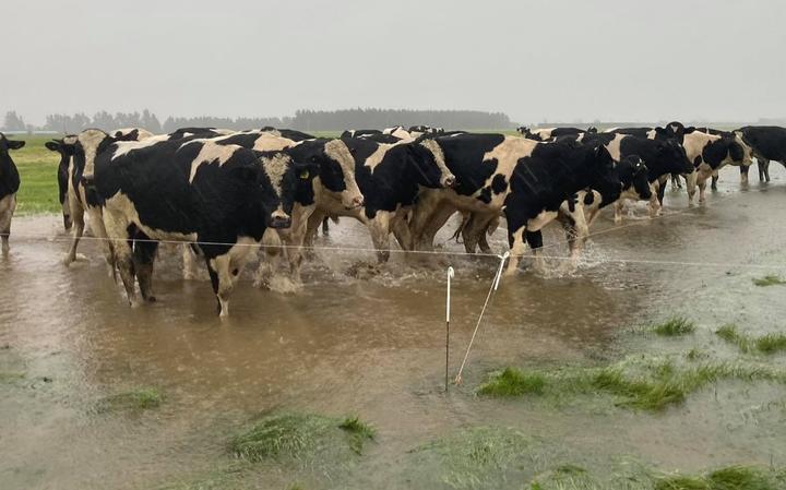 Evacuated farmer took no risks after losing 100 cows to flooding in ...