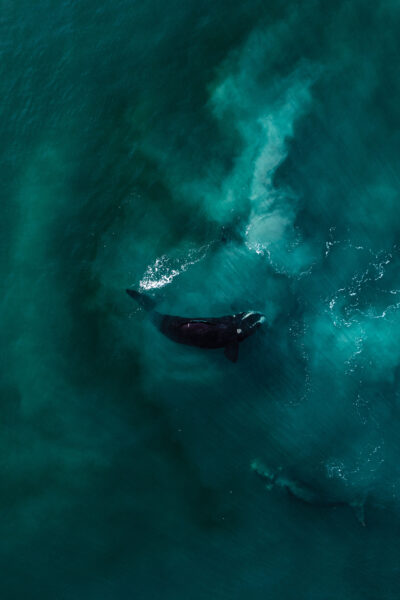 Revisiting tohorā | New Zealand Geographic