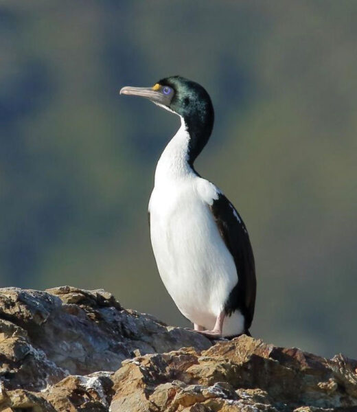 Where do shags come from? | New Zealand Geographic