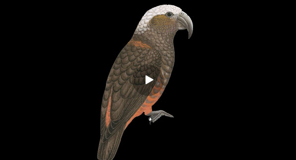 NZGeo: Together at Home Oct4