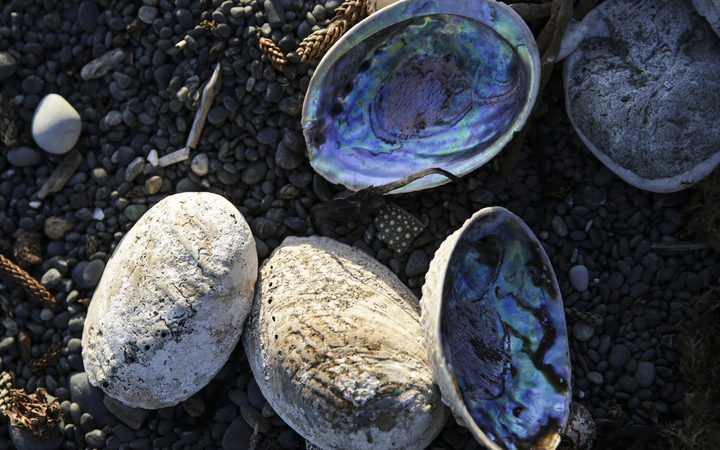 Kaikōura paua fishing back, five years post quake | New Zealand Geographic