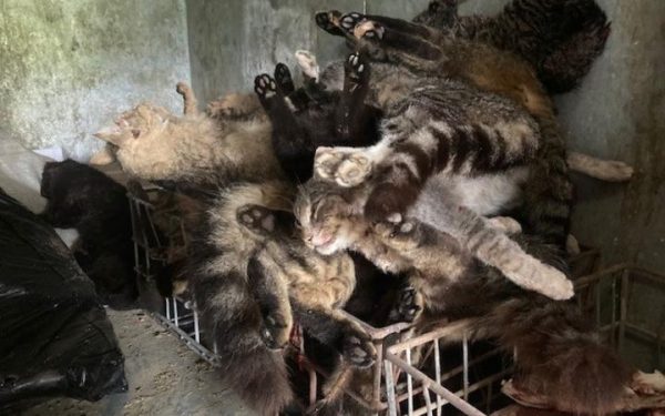 Feral cats rampant in Hawke's Bay | New Zealand Geographic