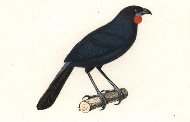 South Island kōkako: Recording raises hopes of spotting elusive bird ...