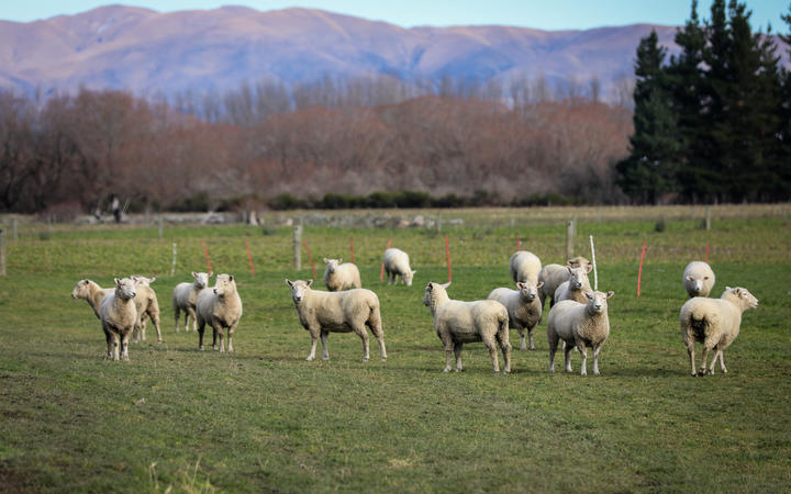 Collaborative platform for sheep wool rakes in interest | New Zealand ...