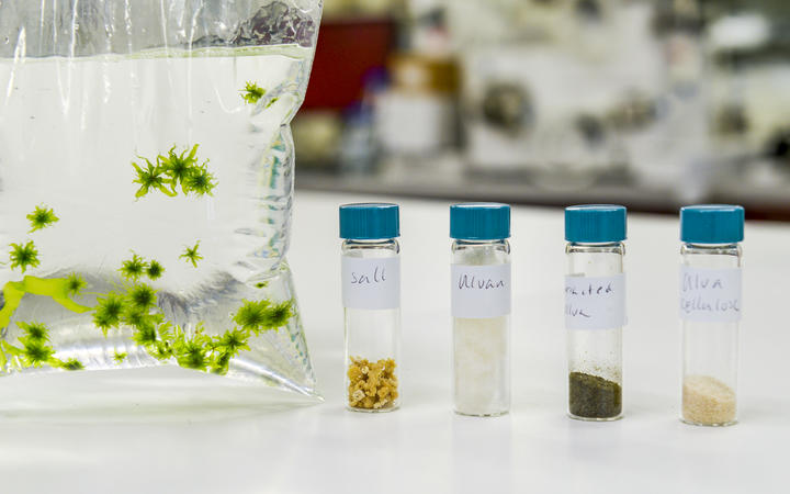 Multi-talented macroalgae | New Zealand Geographic