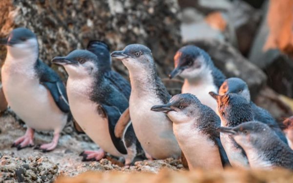 40 dead blue penguins washed up on Far North Beach | New Zealand Geographic