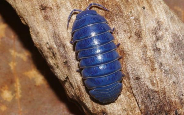 Critter of the Week: Slaters | New Zealand Geographic