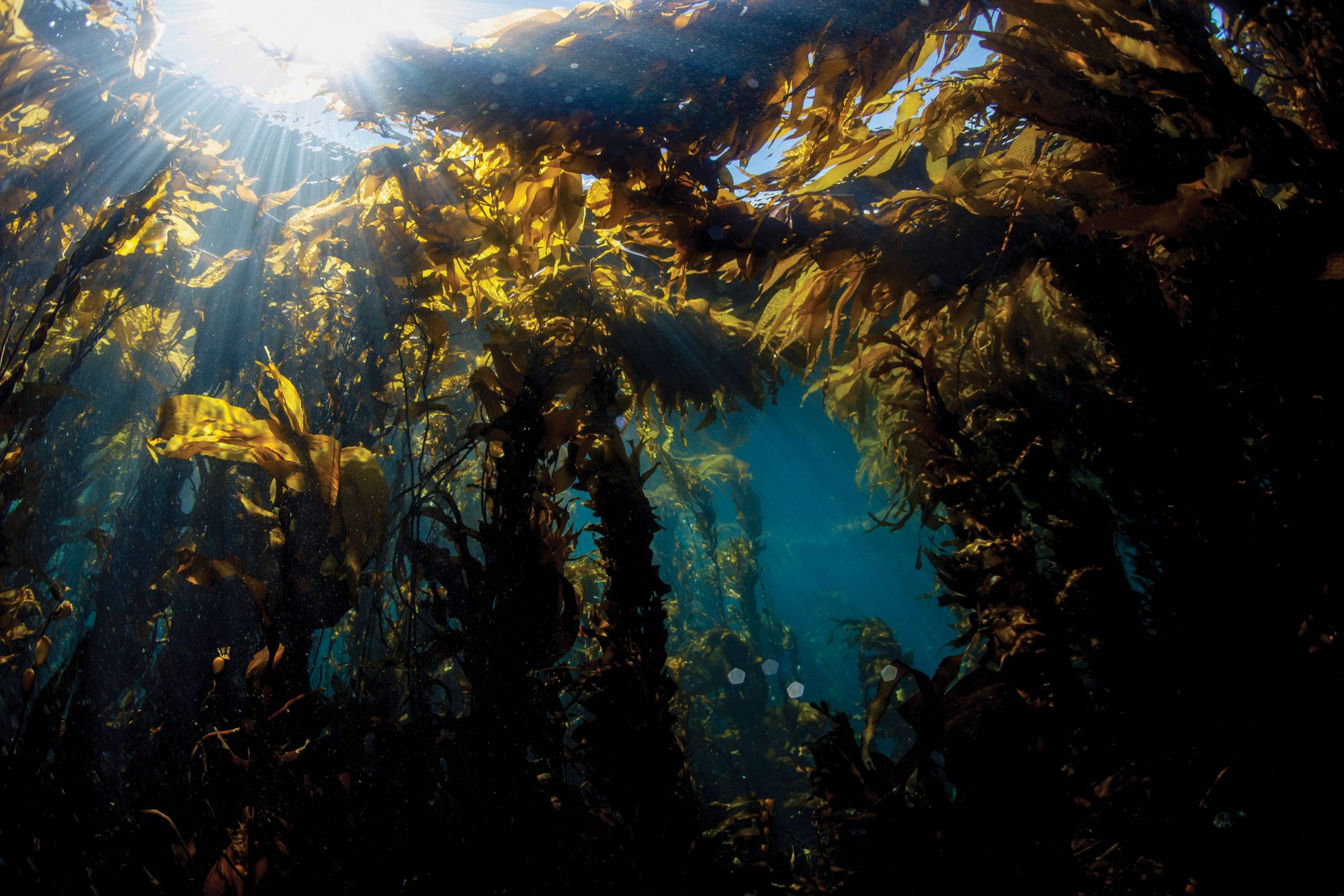 The Kelp New Zealand Geographic